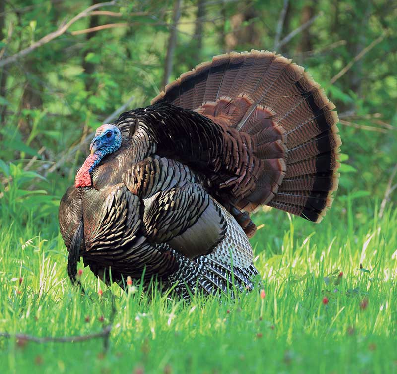 La caza del pavo salvaje, una pasión norteamericana | Trofeo caza