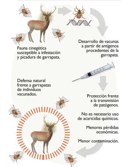 Tiposdegarrapatasdevenado