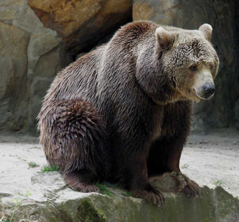 Evolución y distribución del oso pardo en Extremadura