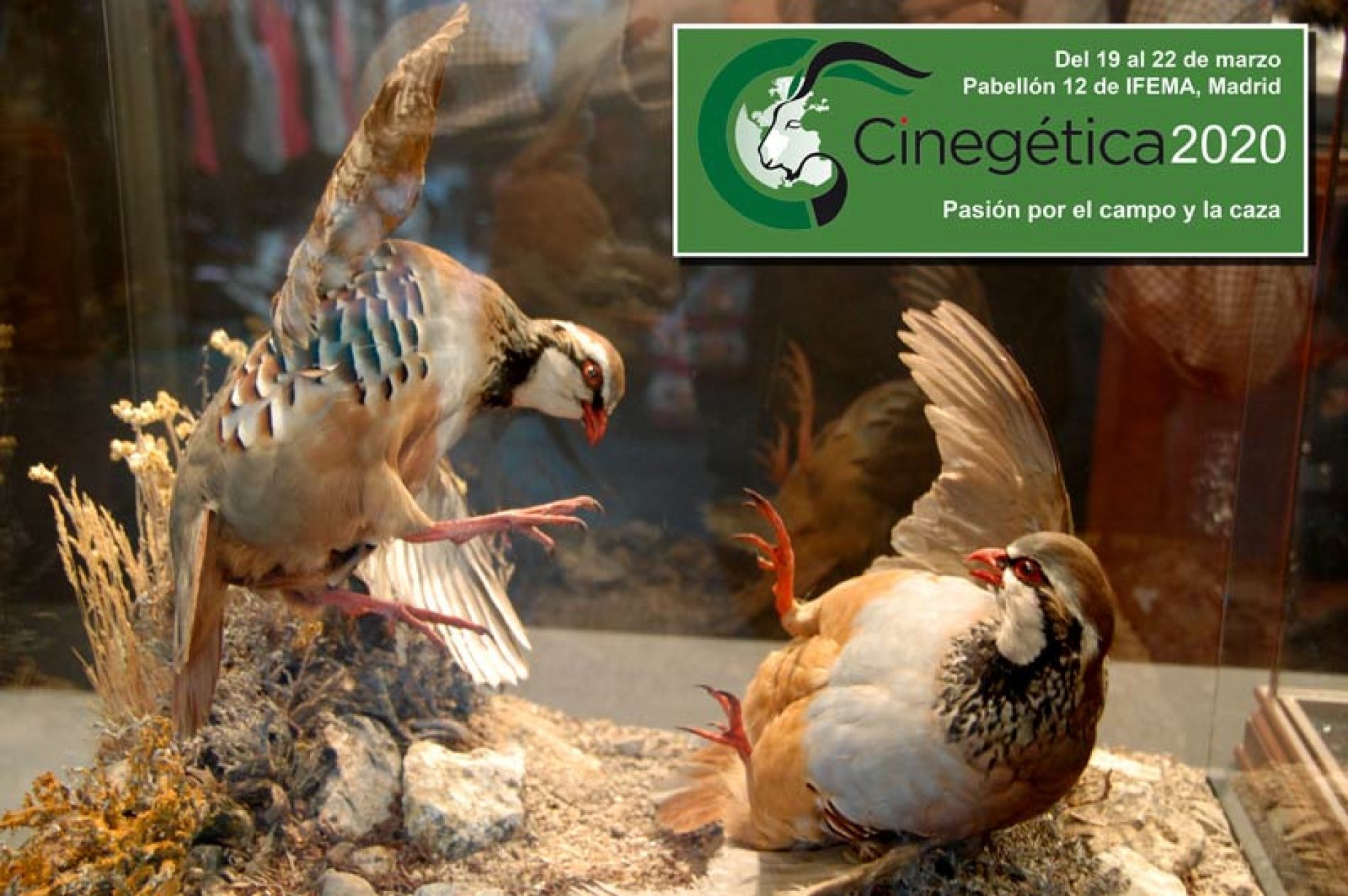 CINEGÉTICA 2020…Reviviendo los buenos momentos y superando todos los ...