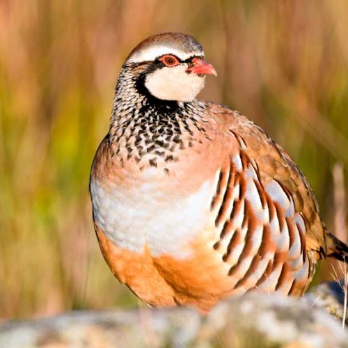 Receta de migas de pastor | Trofeo caza